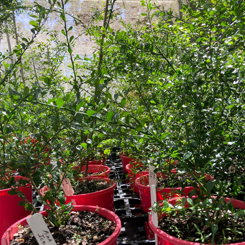 Finger Lime - "Pink Ice" in 200mm pot (pick up only) – Pine Mountain ...