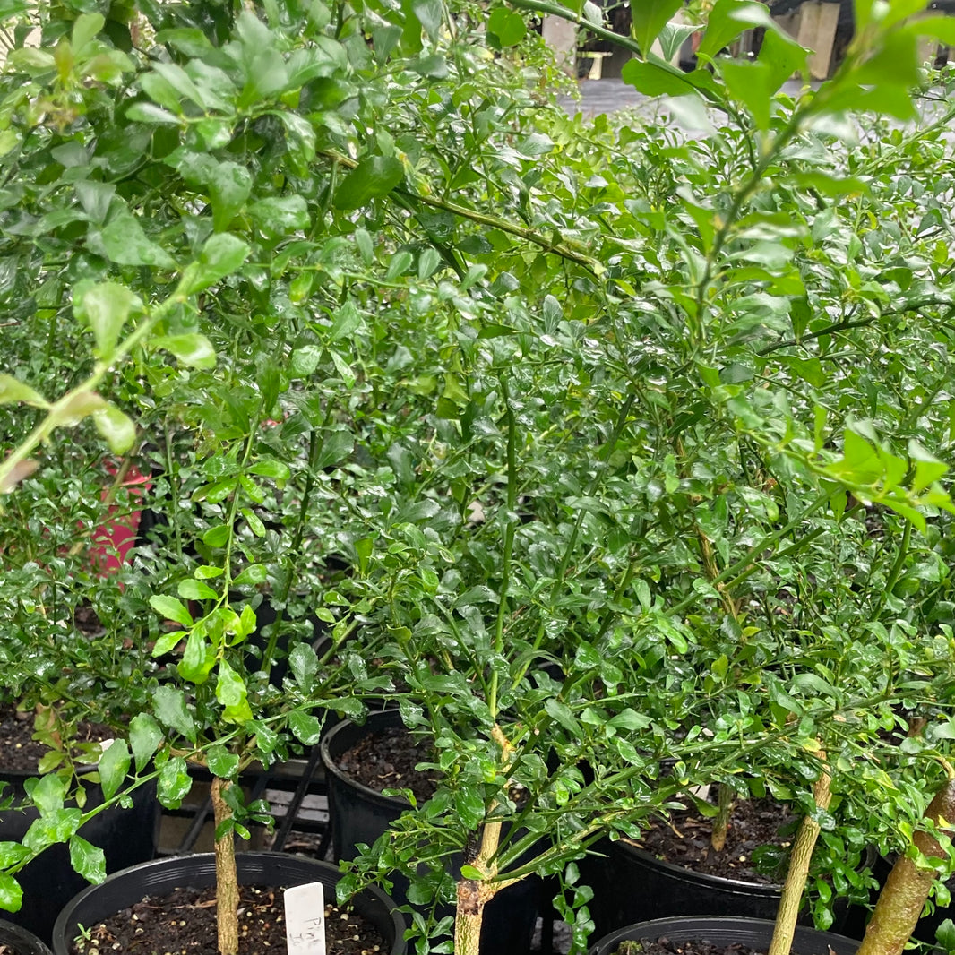 Potted Finger limes - grafted – Pine Mountain Nursery ABN 92464801070