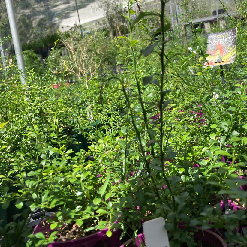 Finger Lime - "Pink Ice" in 140mm pot (pick up only) – Pine Mountain ...