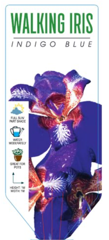 Neomarica caerulea "Indigo Blue" - 1 Plant – Pine Mountain Nursery ABN ...