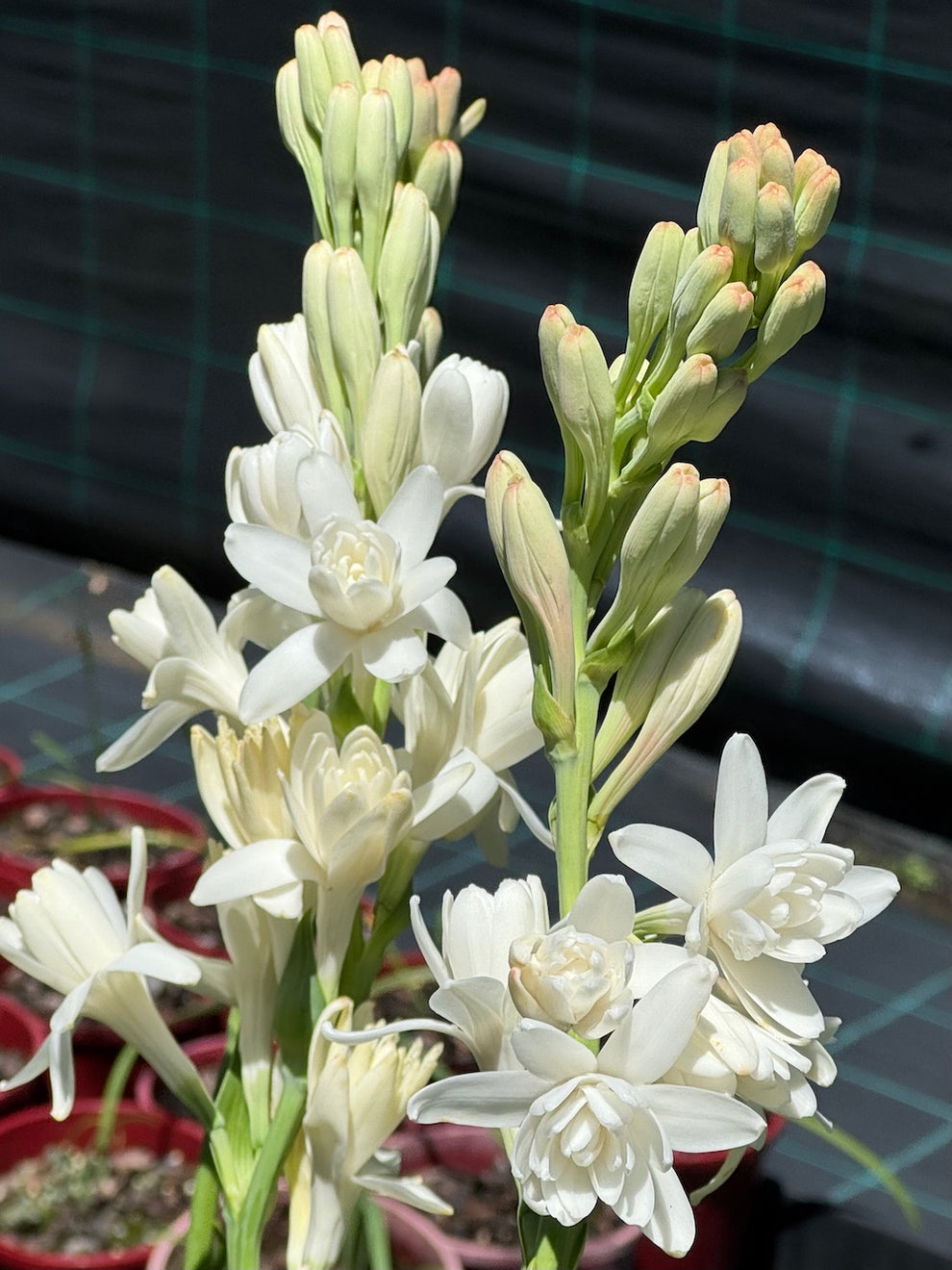 Polianthes Tuberosa (Rajnigandha) – Pine Mountain Nursery ABN 92464801070