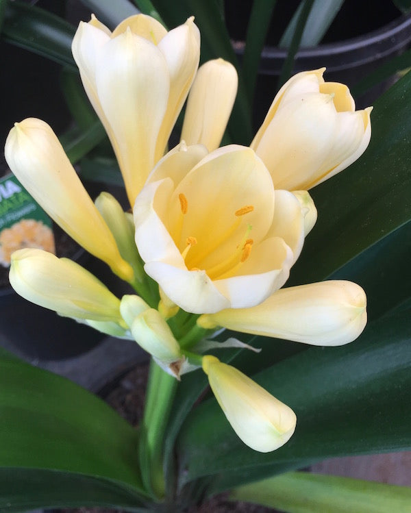 Gallery - Clivia – Pine Mountain Nursery ABN 92464801070