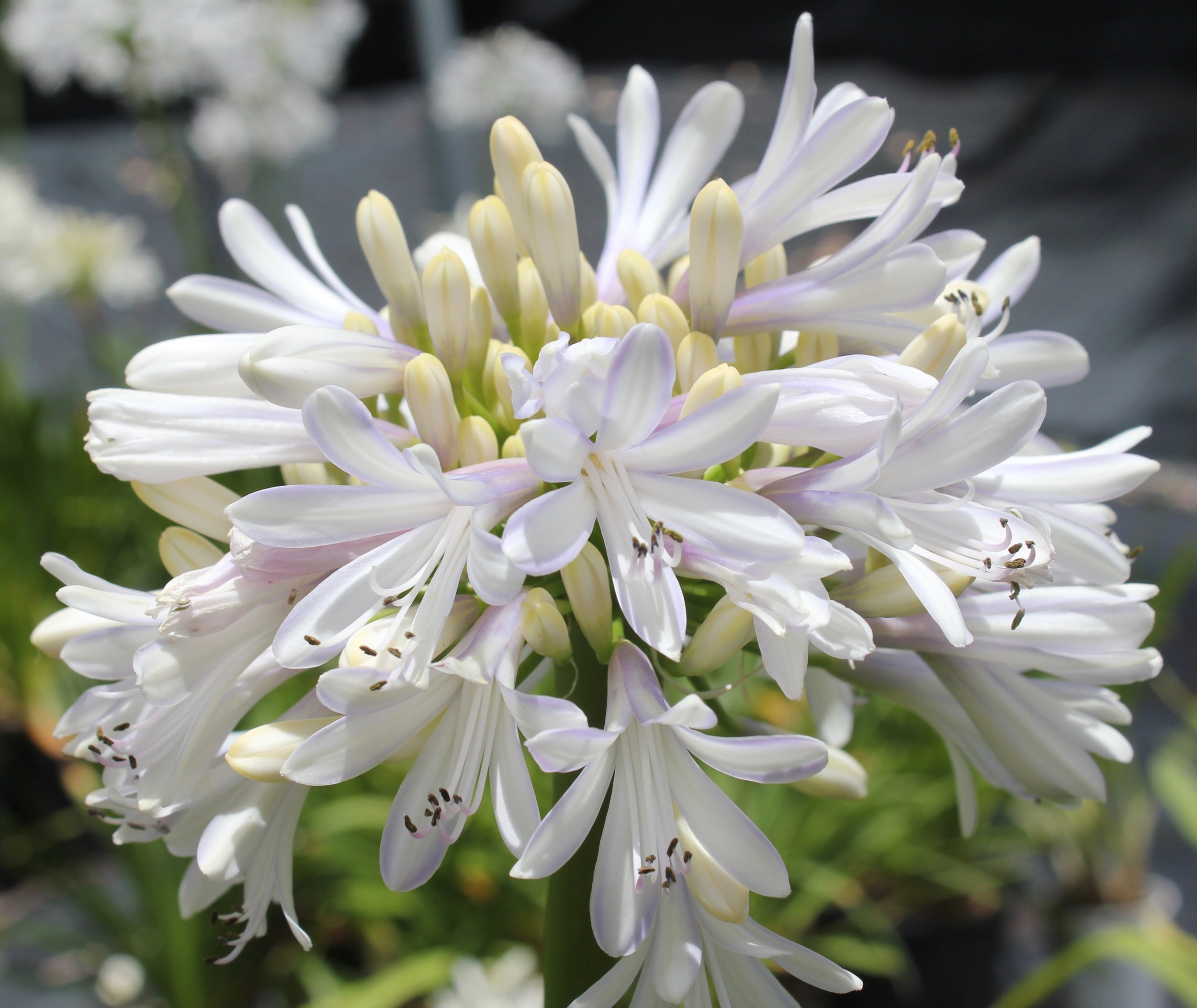 Gallery - Agapanthus – Pine Mountain Nursery ABN 92464801070