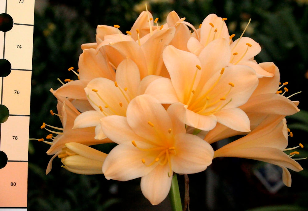 Gallery - Clivia – Pine Mountain Nursery ABN 92464801070