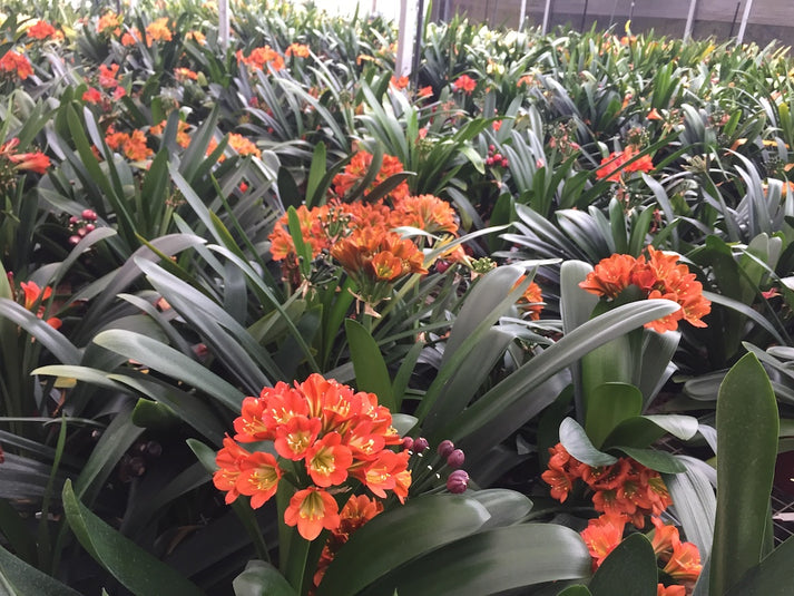 Clivia miniata - 5 Bronze near flowering size offsets – Pine Mountain ...