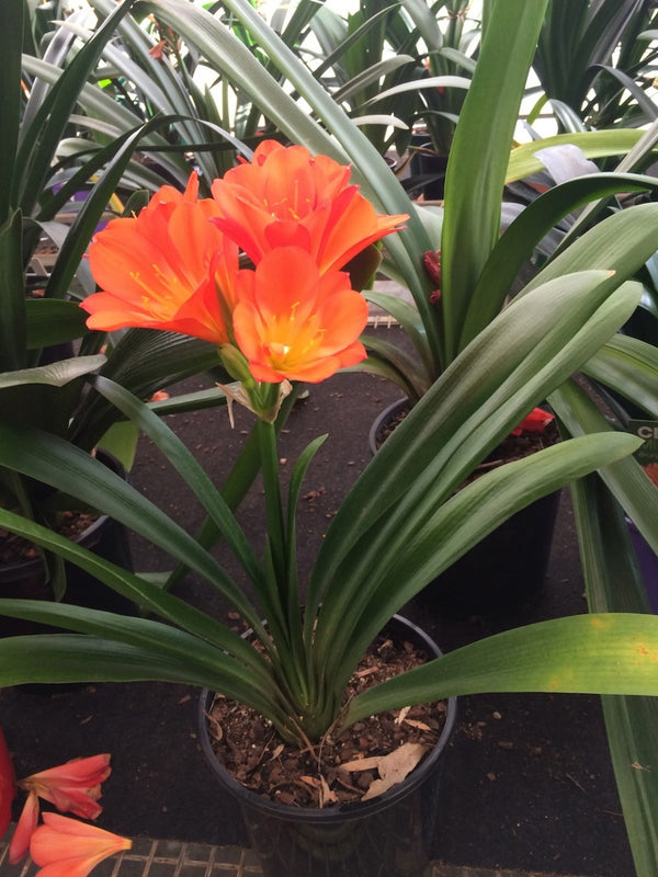 Clivia Miniata Multipetal flowering size – Pine Mountain Nursery ABN ...