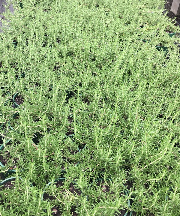Rosemary Prostrata (Pick up only) – Pine Mountain Nursery ABN 92464801070