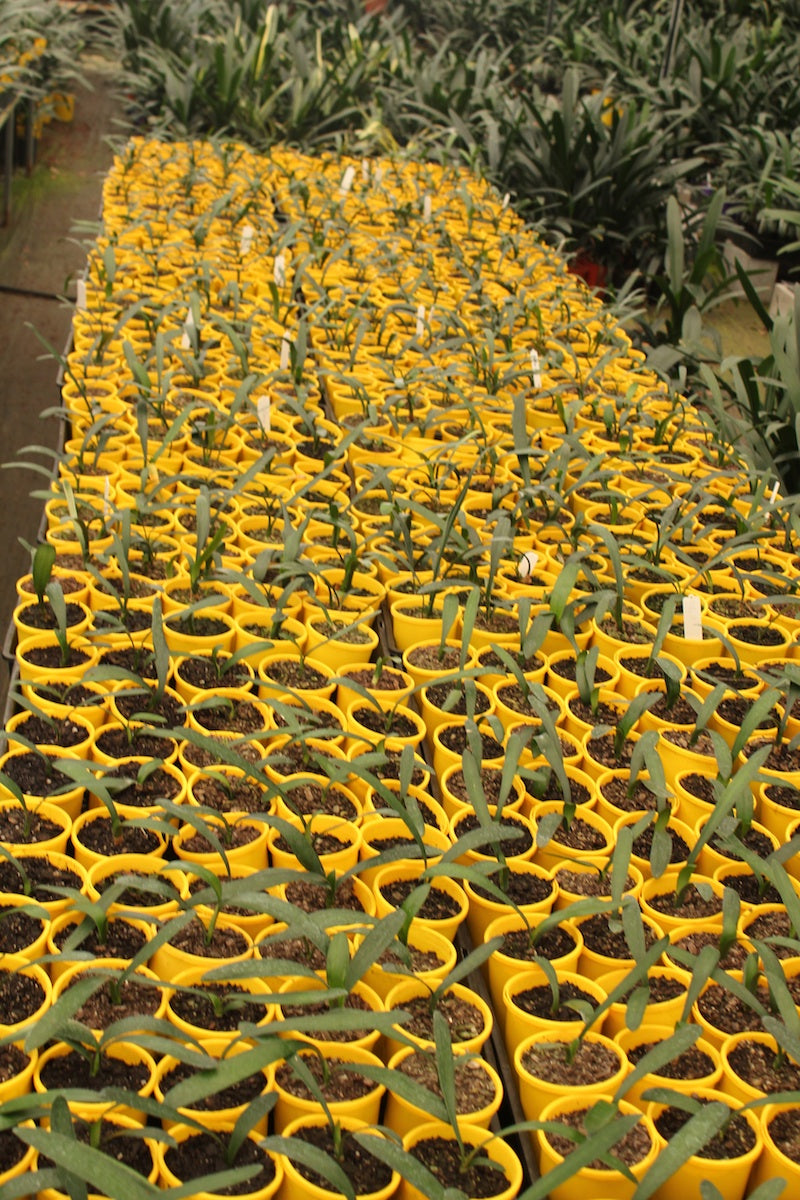 Gallery - Clivia – Pine Mountain Nursery ABN 92464801070