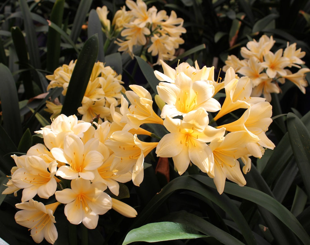 Gallery - Clivia – Pine Mountain Nursery ABN 92464801070