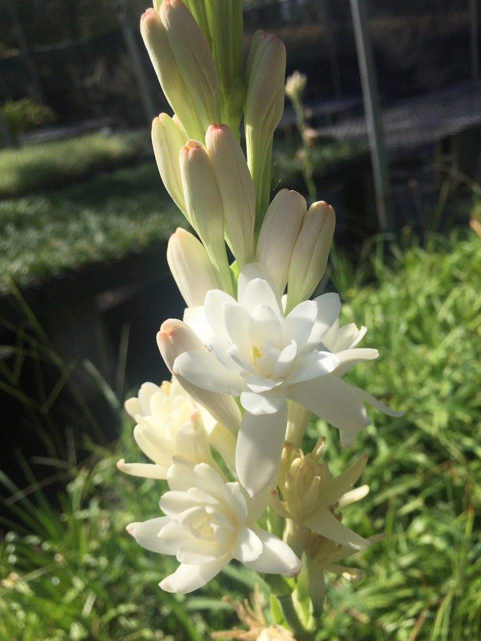 Polianthes Tuberosa - Special 50 bulb pack – Pine Mountain Nursery ABN ...